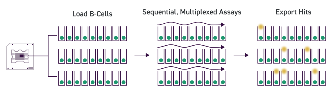 Beacon-Based Single B Cell Screening | Twist Bioscience